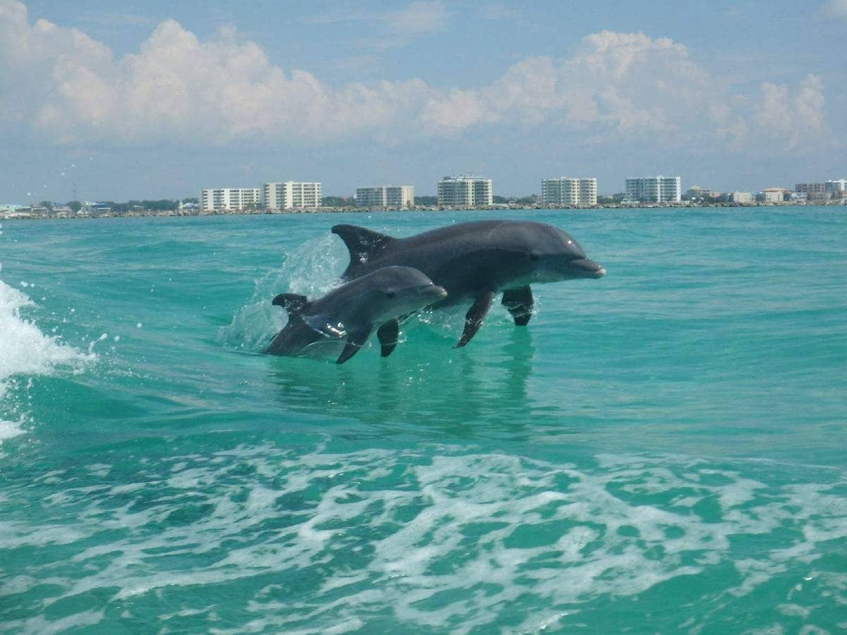 Dive into Adventure: Why a Dolphin Cruise is a Must for Your Summer ...